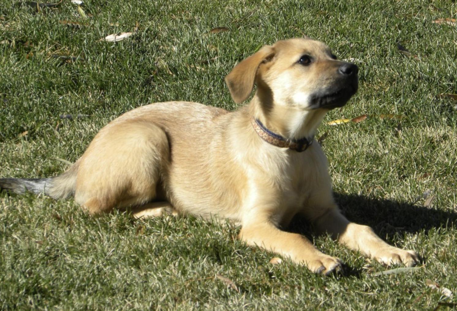 MountainThunder Chinooks in Colorado | Chinook puppies | Good Dog