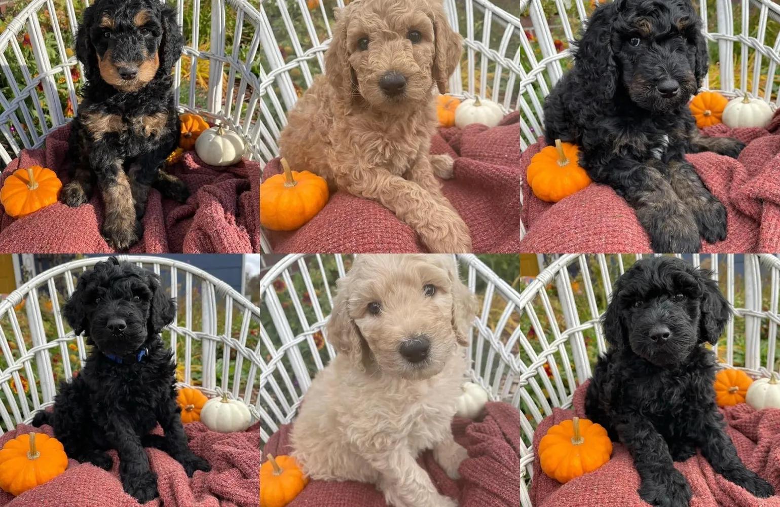 Wilks Pups - Standard Poodles in Oregon | Poodle puppies | Good Dog