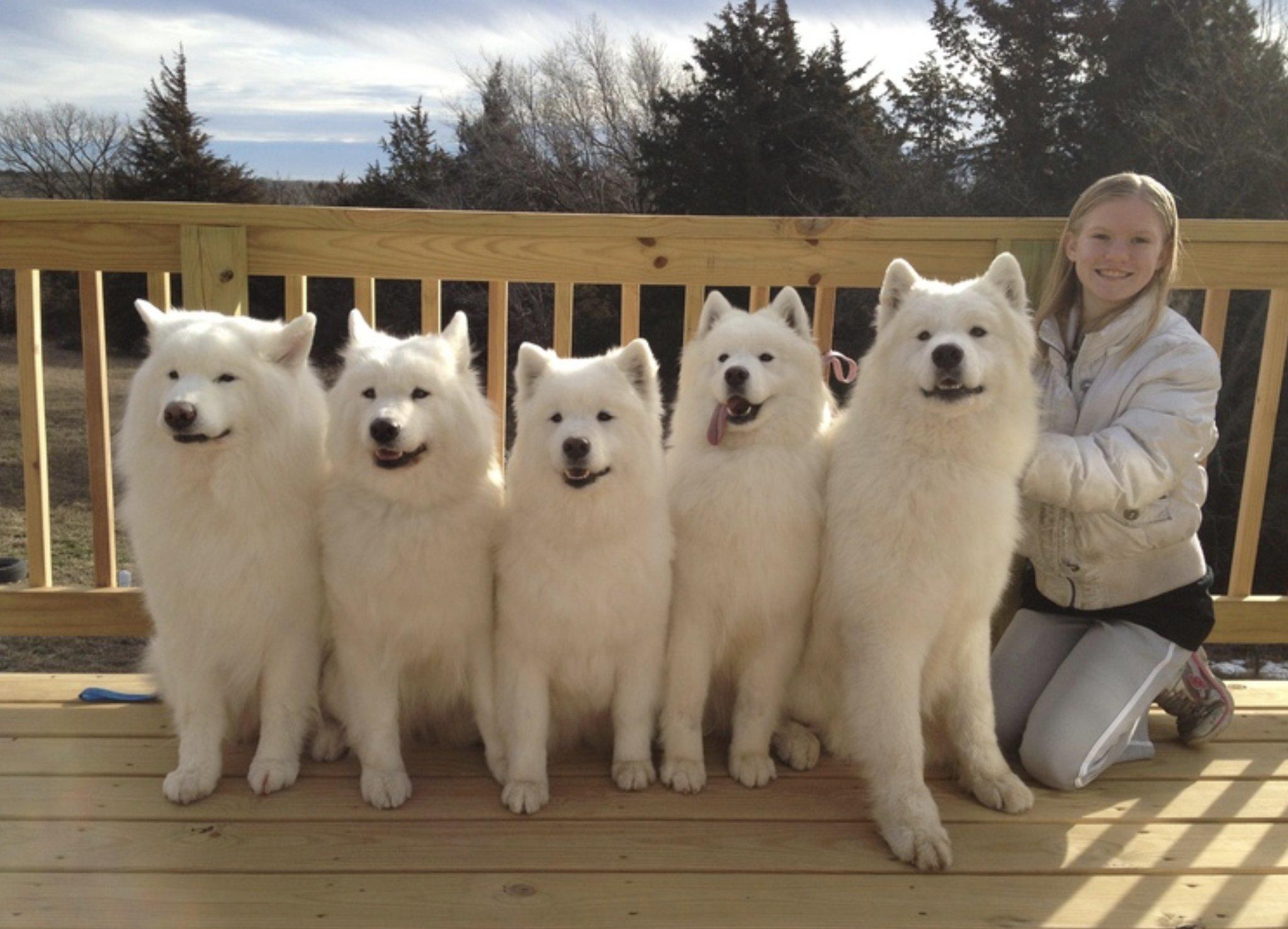 Sassy Sams in Nebraska | Samoyed puppies | Good Dog