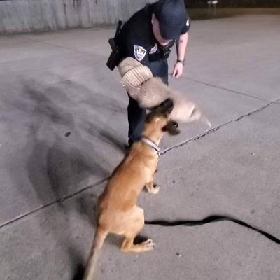 Blue Line Kennel in Kentucky | Dutch Shepherd puppies | Good Dog