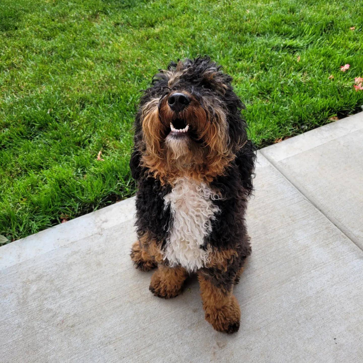 Doo a Little Doodle in Washington | Bernedoodle, Goldendoodle or Poodle ...