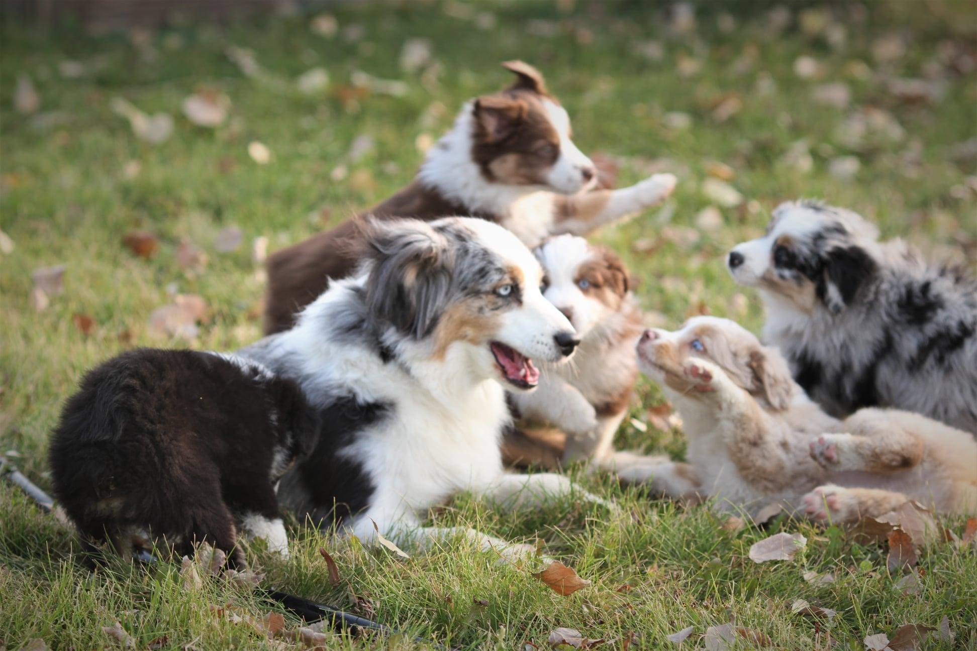 Wiggle Rump Ranch in Washington | Miniature American Shepherd puppies ...
