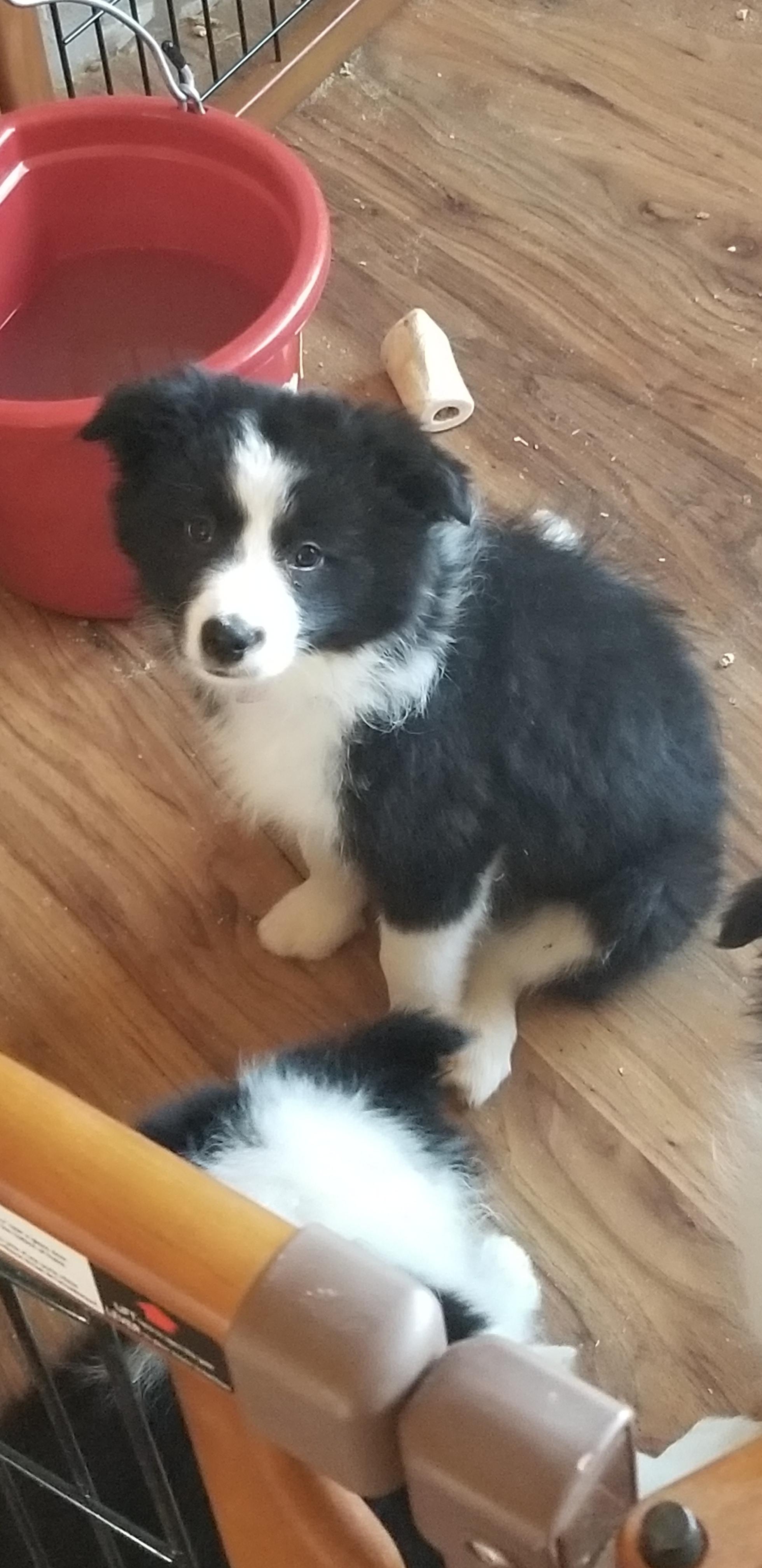 Luna Border Collies in Idaho | Border Collie puppies | Good Dog