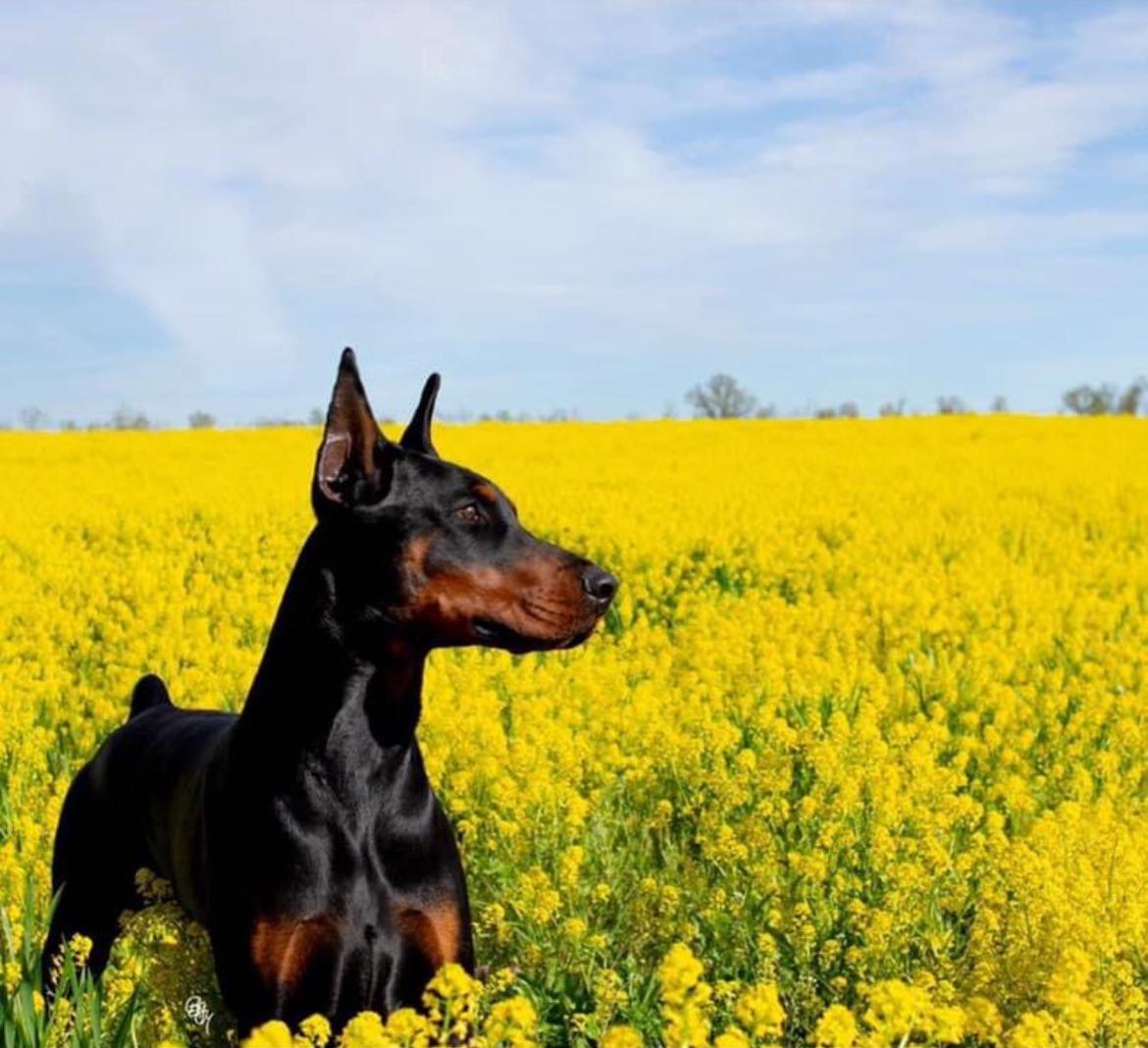 DIAMOND RIDGE DOBERMANS in Indiana | Doberman Pinscher puppies | Good Dog