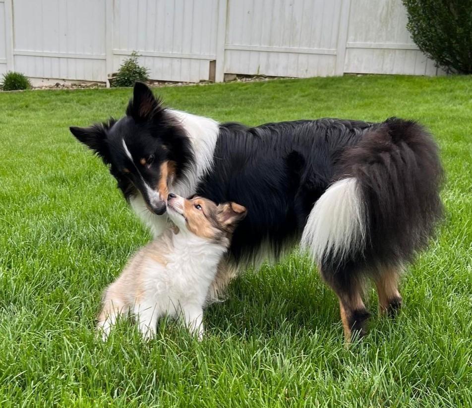 Fancypants Shetland Sheepdogs in Pennsylvania | Shetland Sheepdog ...