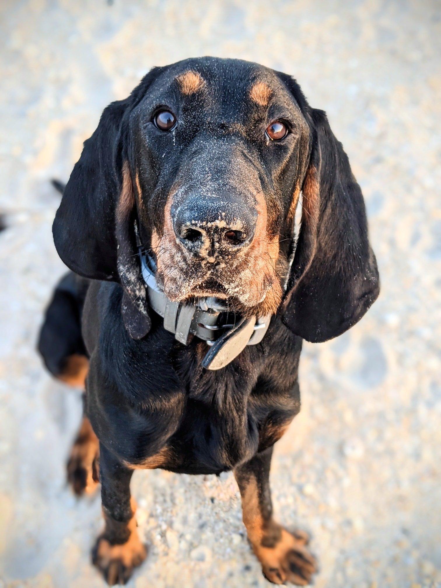 Old Soul Black & Tan Coonhounds in Nebraska | Black and Tan Coonhound ...