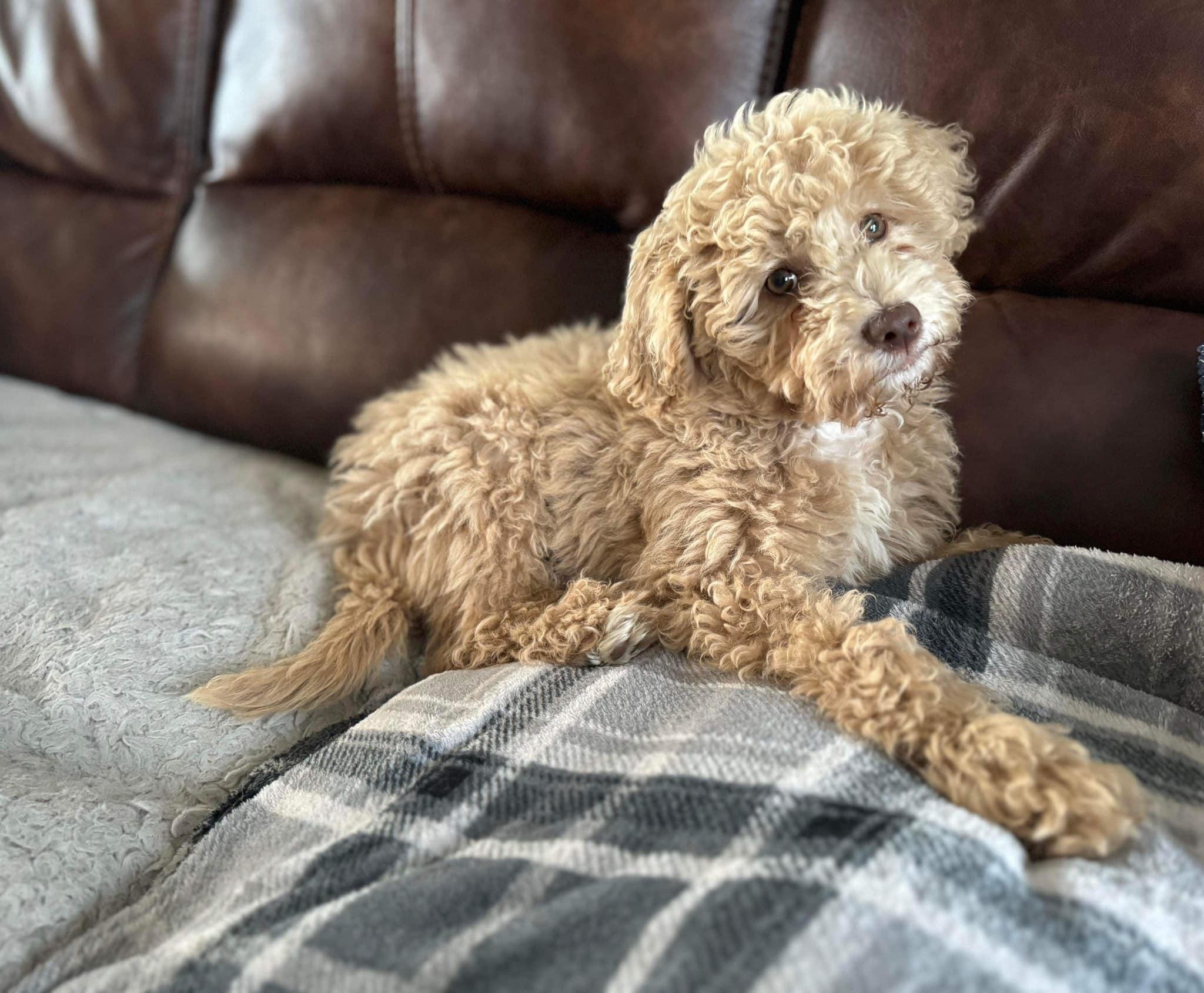Zehr’s Labradoodles & Bernedoodles in New York | Bernedoodle and ...