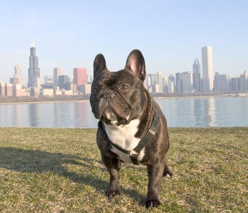 Chato French Bulldogs in Wisconsin | French Bulldog puppies | Good Dog