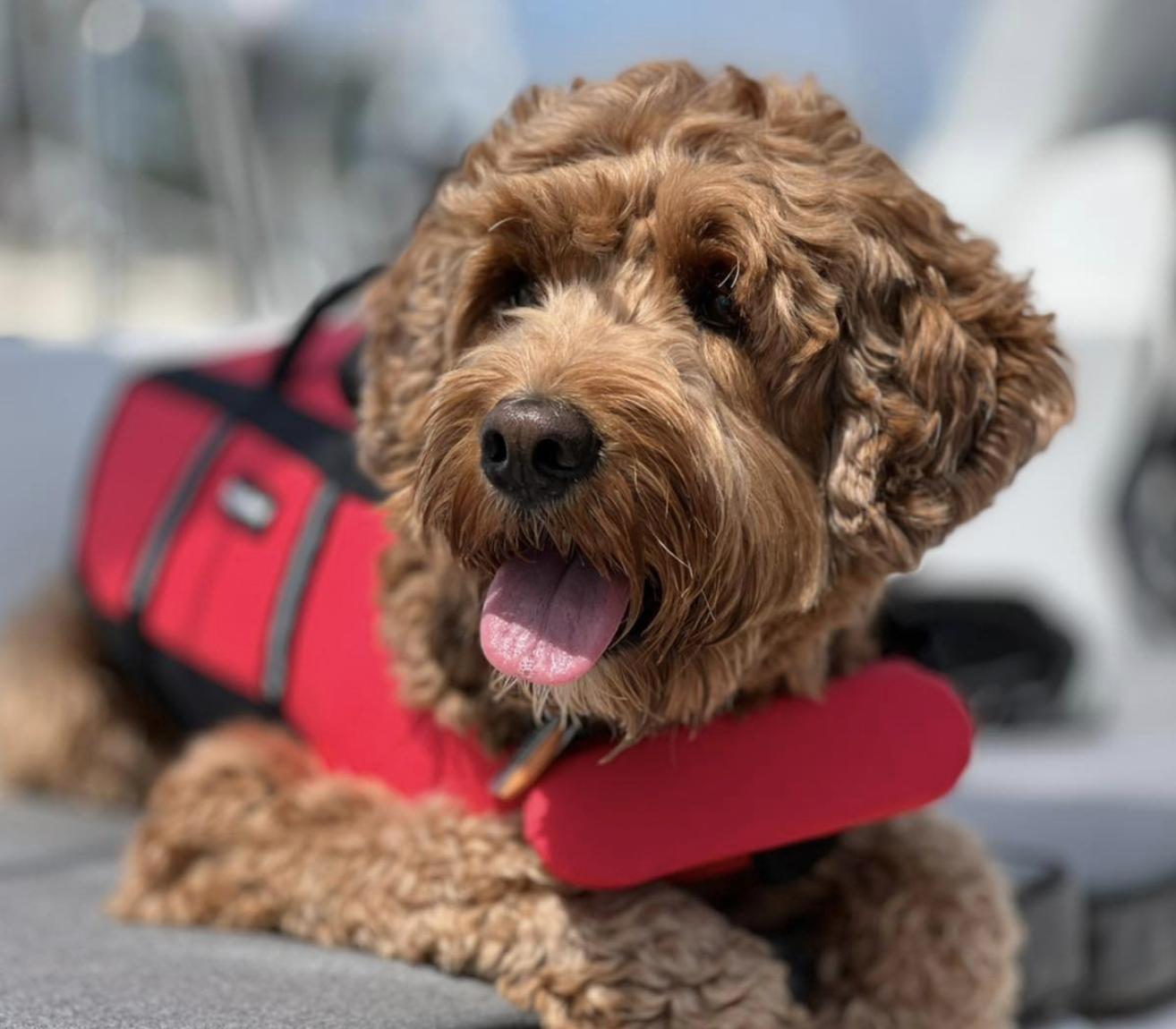 Spring Valley Australian Labradoodles in Pennsylvania | Australian ...