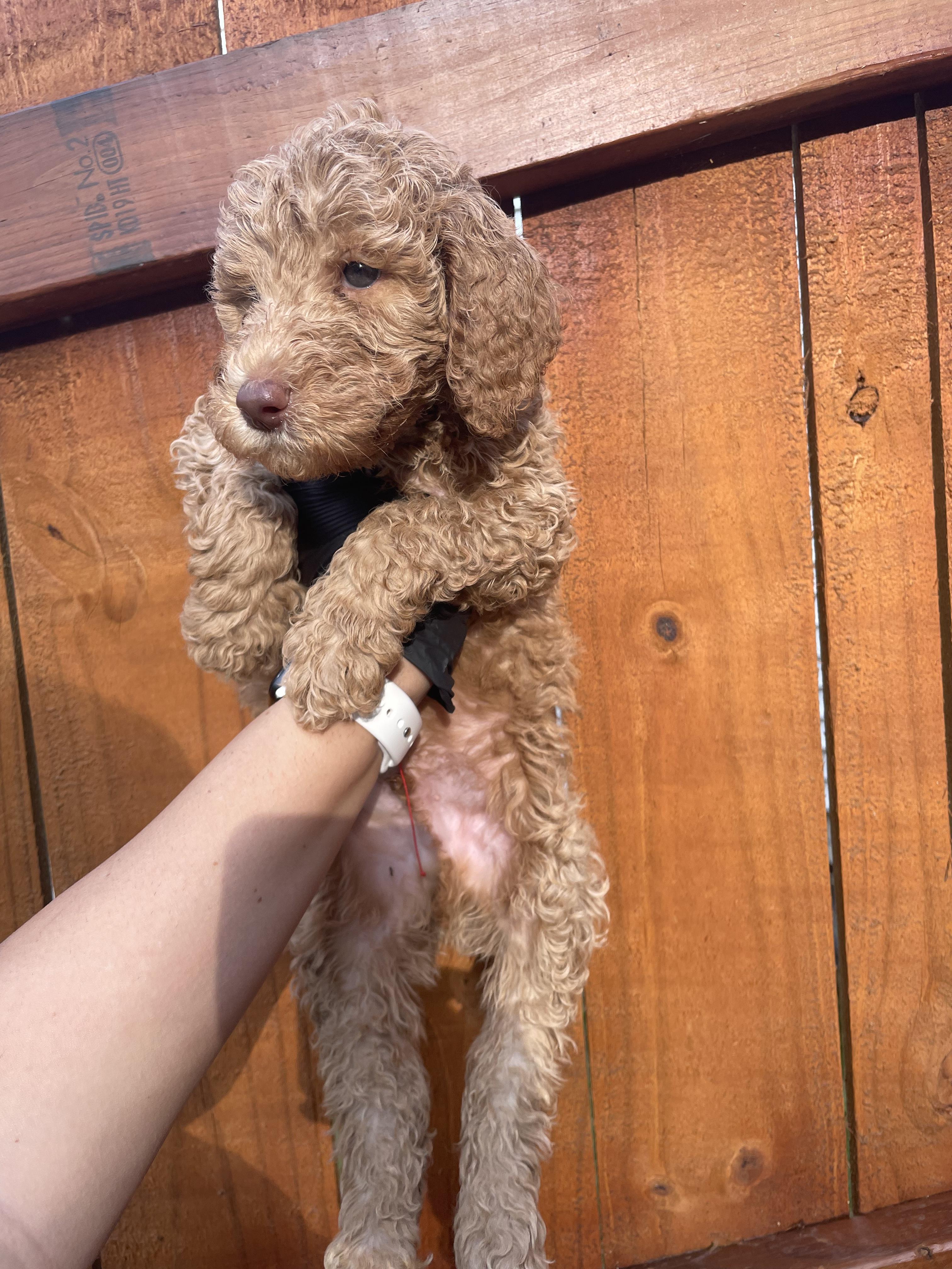 Sprinkle Me Puppy in Georgia | Poodle puppies | Good Dog