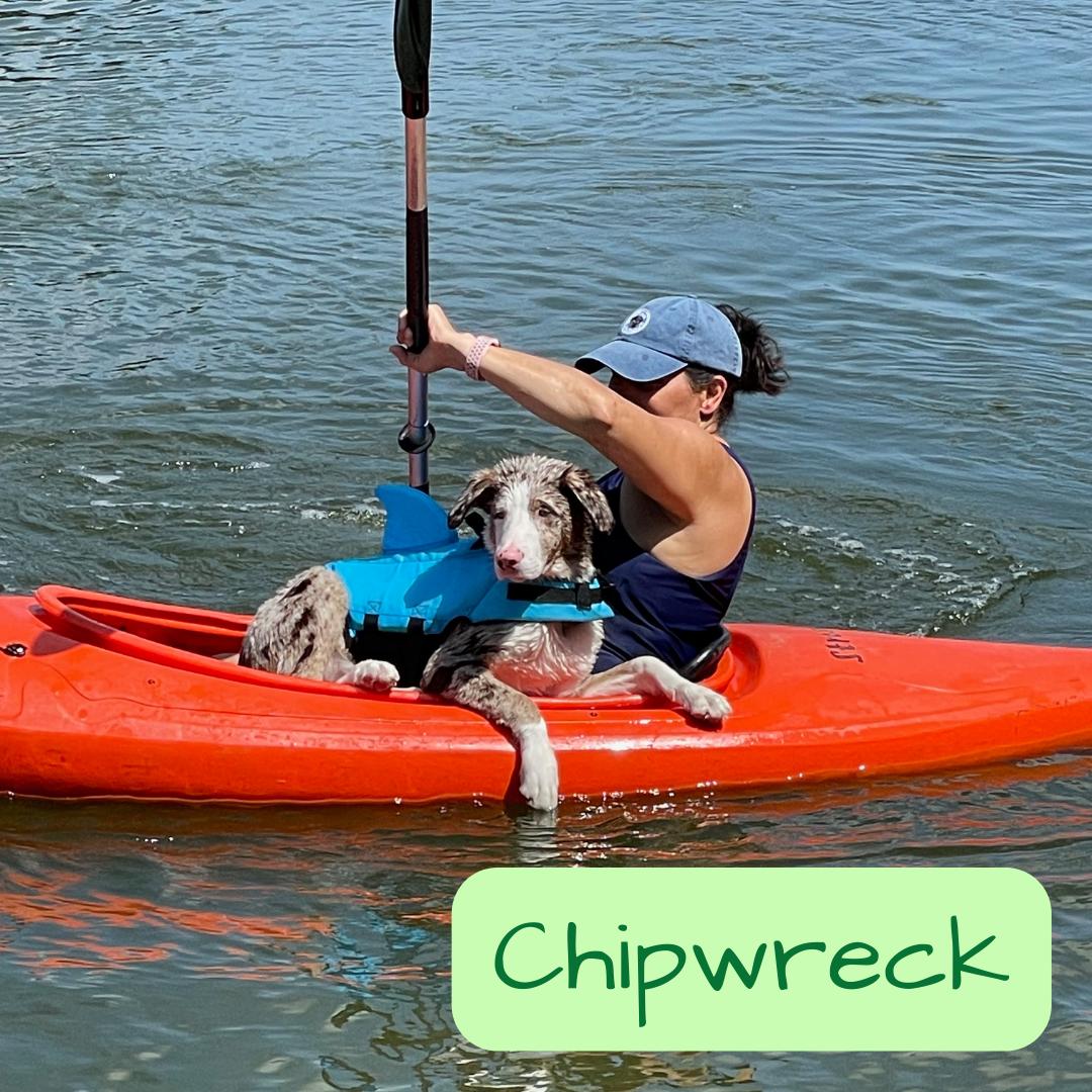 The Bosun Dog Project in Virginia | Companion Cross puppies | Good Dog