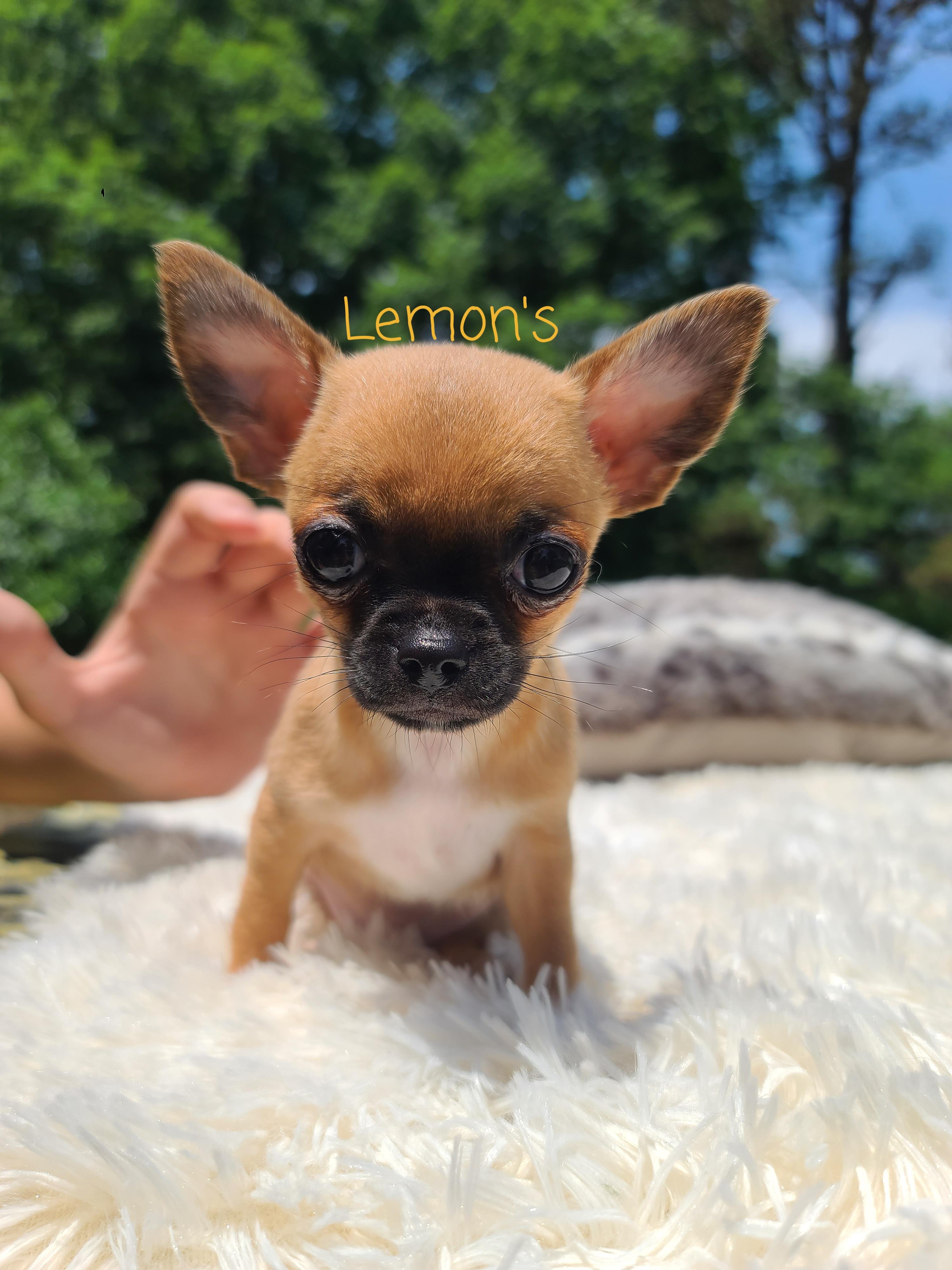 Lemon's Full of Flaws Chihuahuas in Missouri | Chihuahua puppies | Good Dog