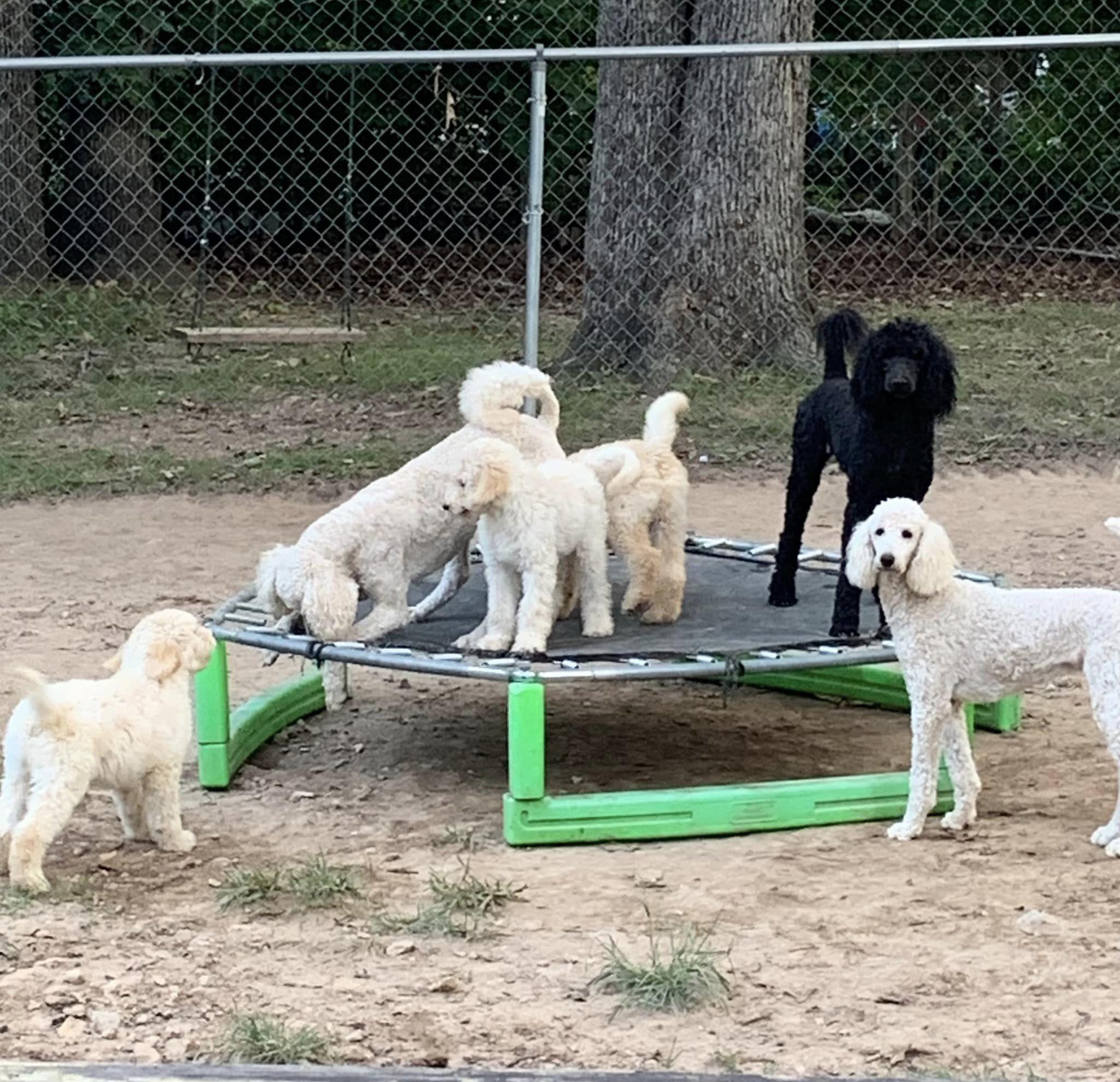 Anna's Poodles in Arkansas | Poodle puppies | Good Dog