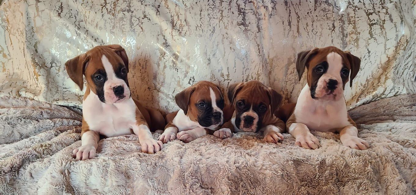 Streamline Boxers & French Bulldogs in Illinois | Boxer and French ...