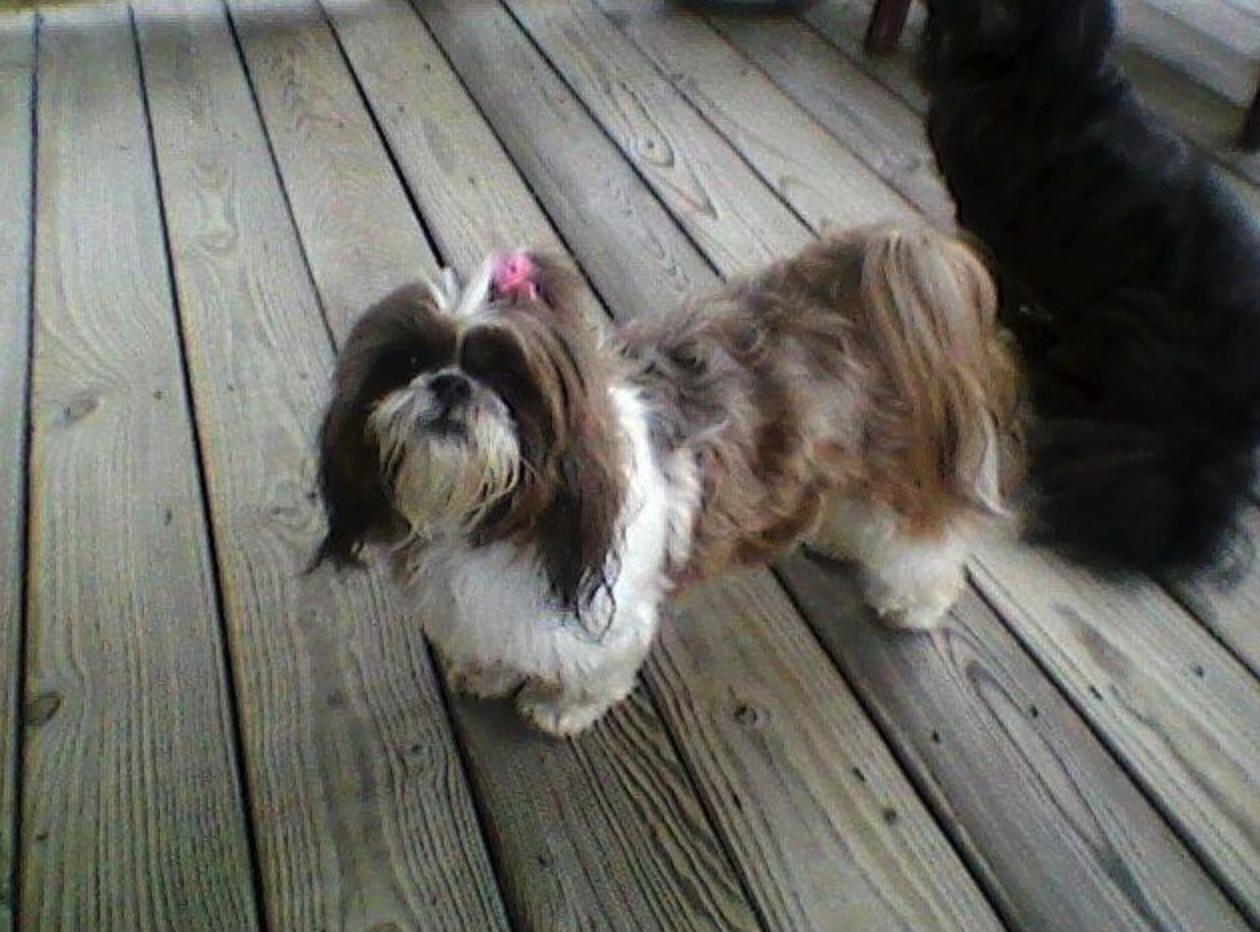 Chris-Jens Kennels in North Carolina | Shih Tzu puppies | Good Dog