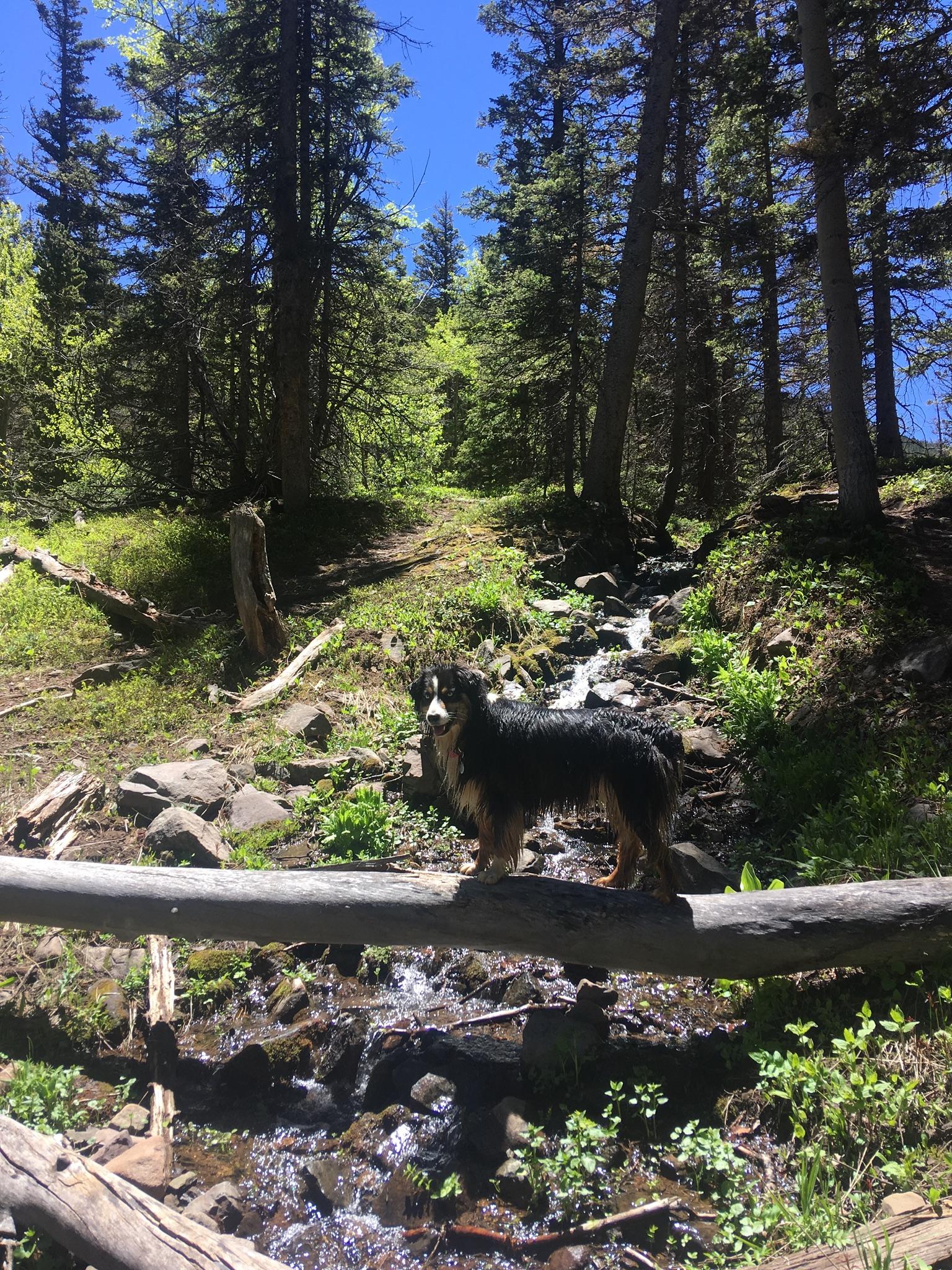 Wild Souls Australian Shepherds in Colorado | Australian Shepherd ...
