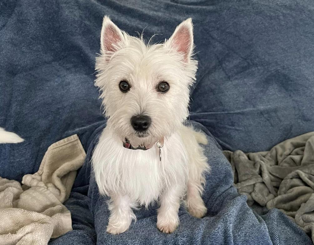 Calapooia Westies in Oregon | West Highland White Terrier puppies ...