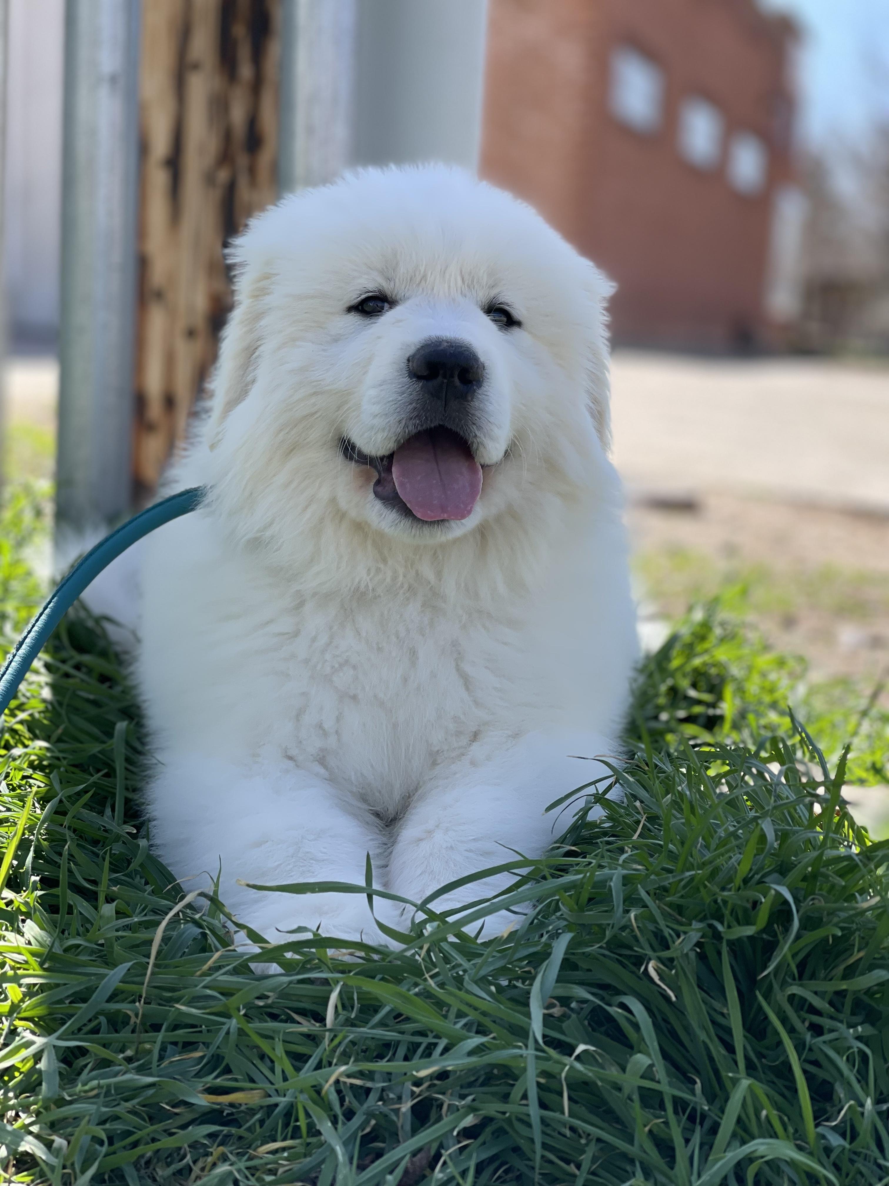 Forestwood Farms Great Pyrenees in Utah | Great Pyrenees puppies | Good Dog