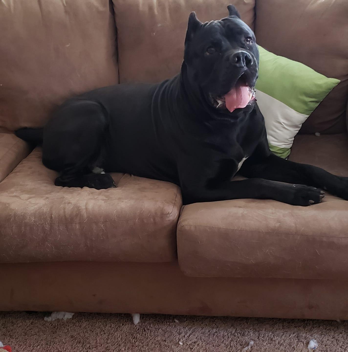 Sharon Lloyd in Oregon | Cane Corso puppies | Good Dog
