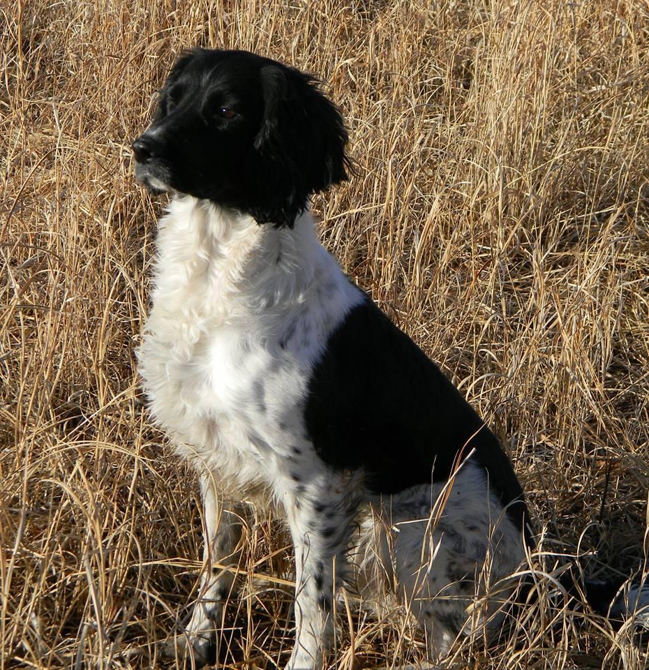 Blue River Kennel in Minnesota | English Springer Spaniel puppies ...