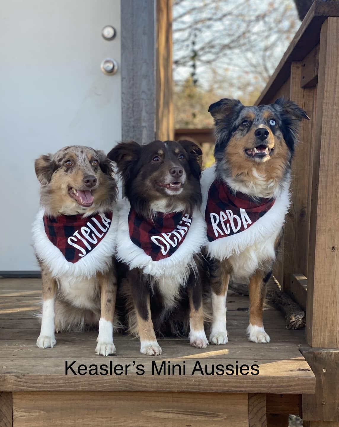 Keasler’s Mini Aussies in Texas | Miniature Australian Shepherd puppies ...