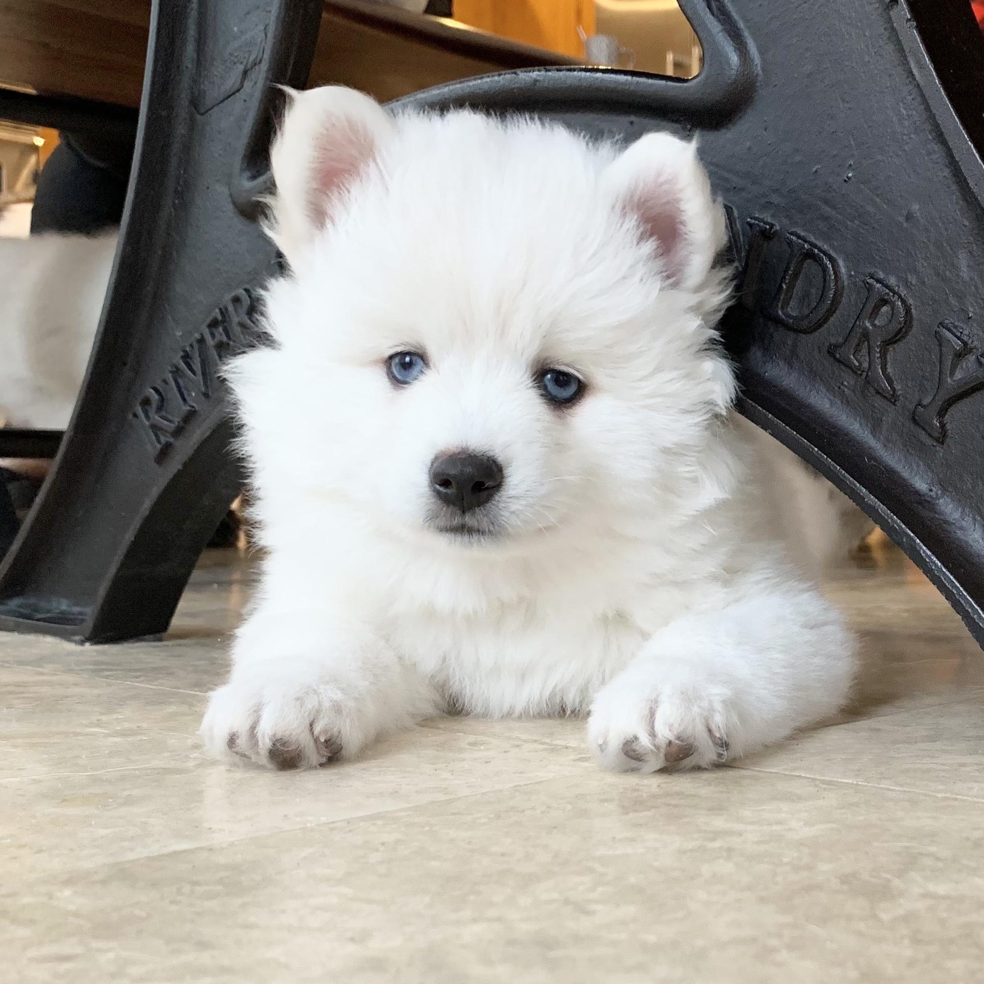 Windy City Pomsky in Illinois | Pomsky puppies | Good Dog