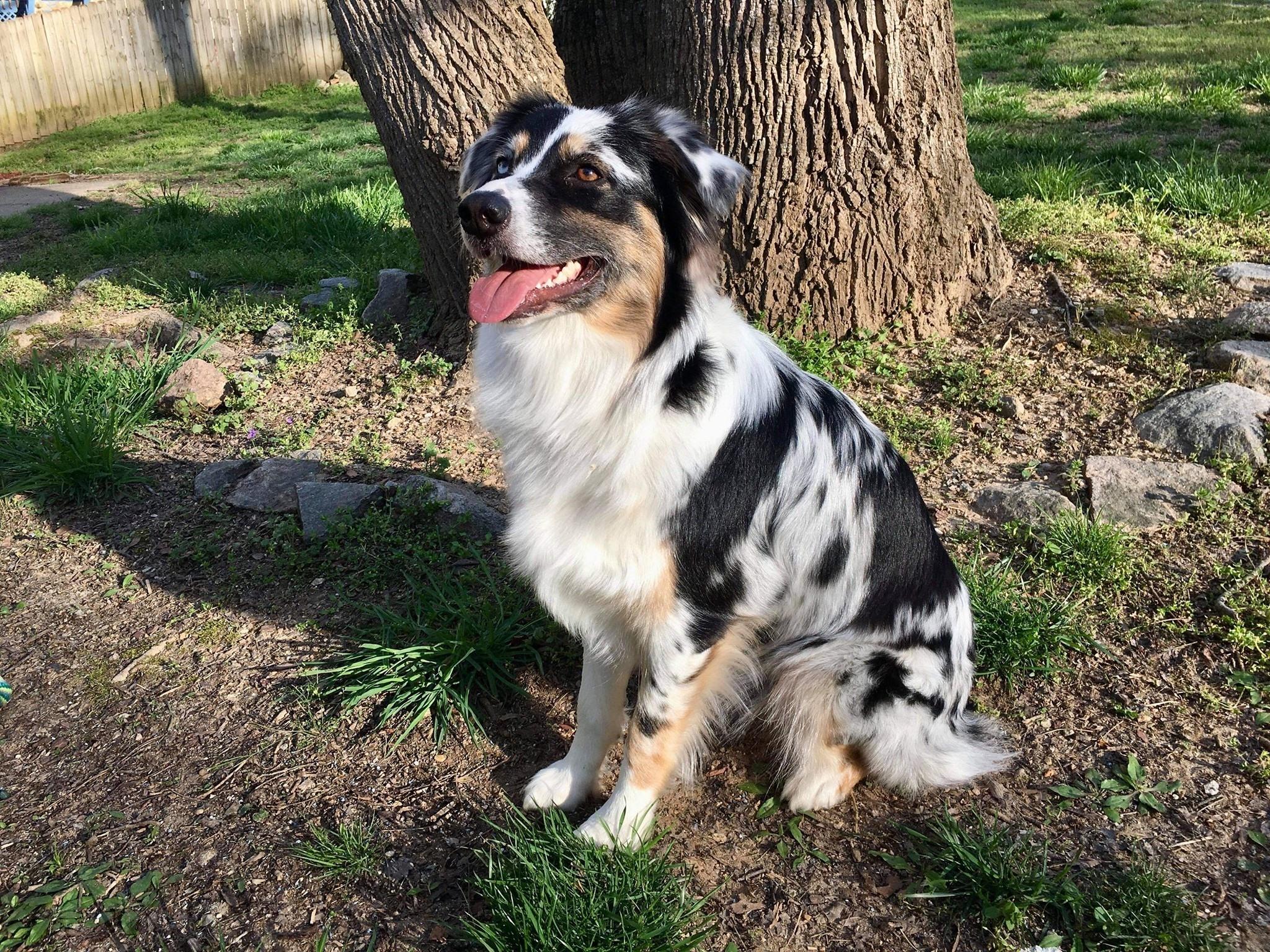 Golden Aussies in Virginia | Australian Shepherd puppies | Good Dog