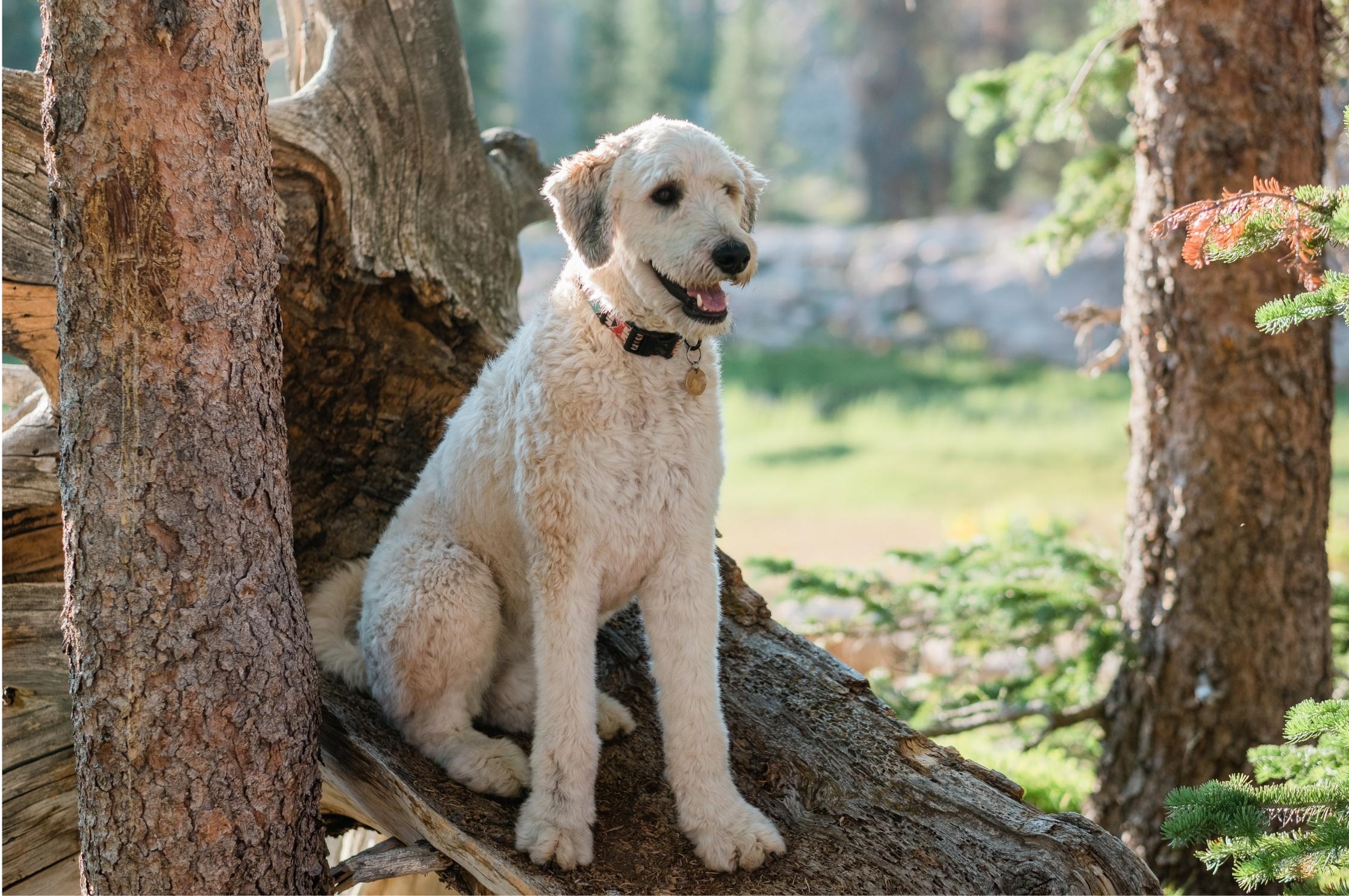 #1 Guide to Health Testing — Golden Mountain Doodle | Good Dog