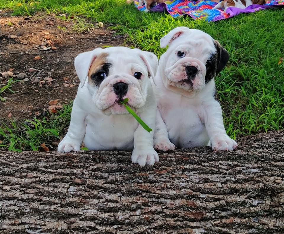 Farleys Fabulous Fur Bullies in Missouri | Bulldog puppies | Good Dog