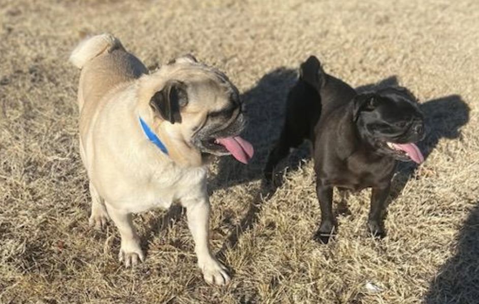 Broken Road Ranch Pugs in Arizona | Pug puppies | Good Dog