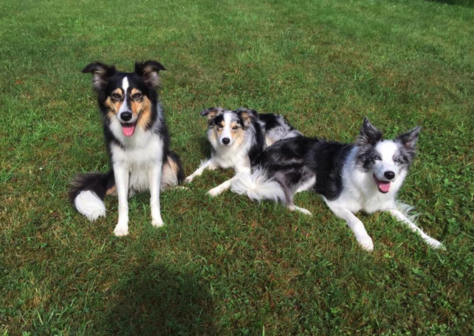 Rose Lynch's Border Collies in North Carolina | Border Collie puppies ...