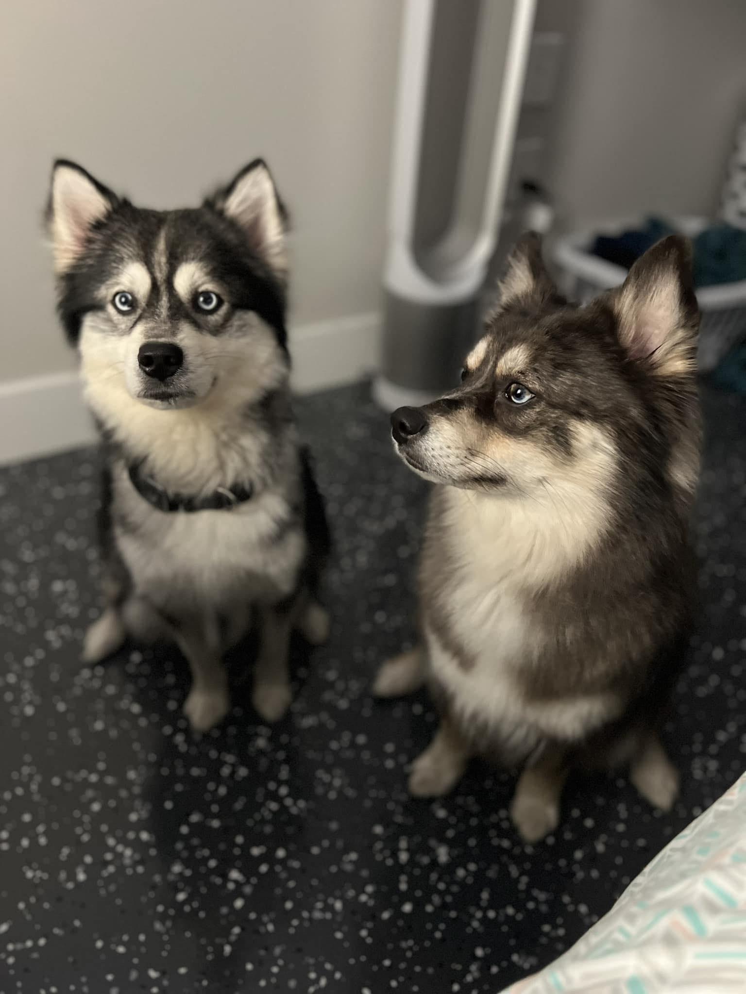Timeless Tails Pomsky in Florida | Pomsky puppies | Good Dog