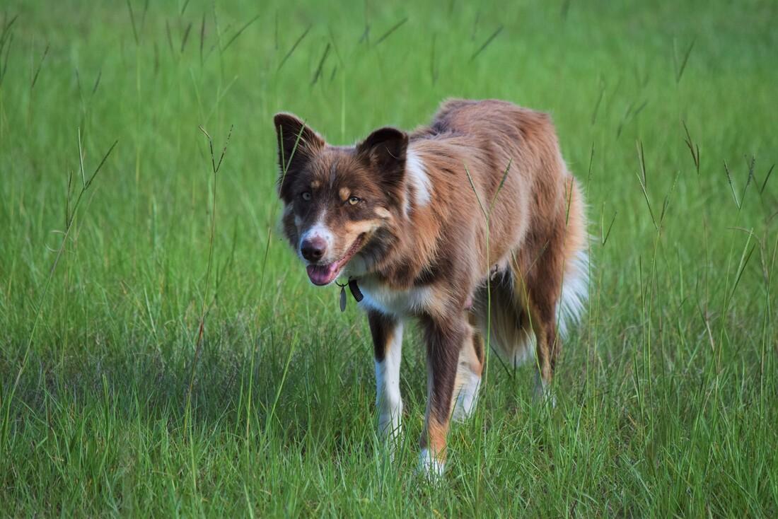 Rose Hollow Border Collies in Florida | Border Collie puppies | Good Dog