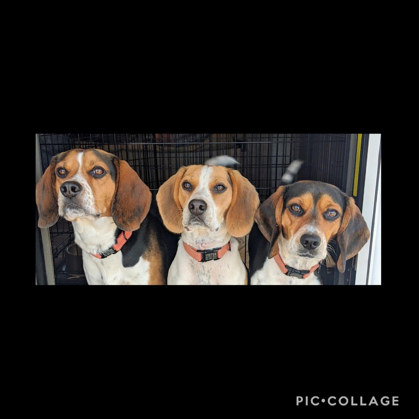 Jennifer Knapp's AKC Beagles in Oregon | Beagle puppies | Good Dog