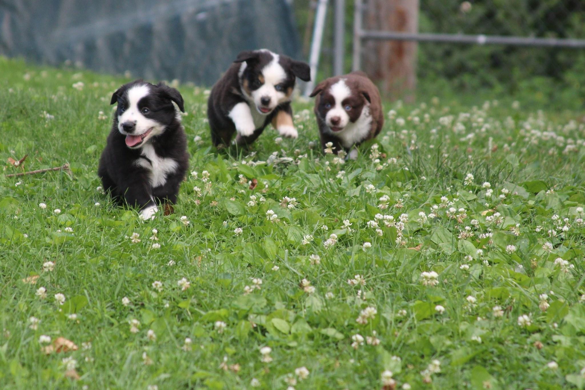 Copper Line Aussies in Tennessee | Miniature Australian Shepherd ...