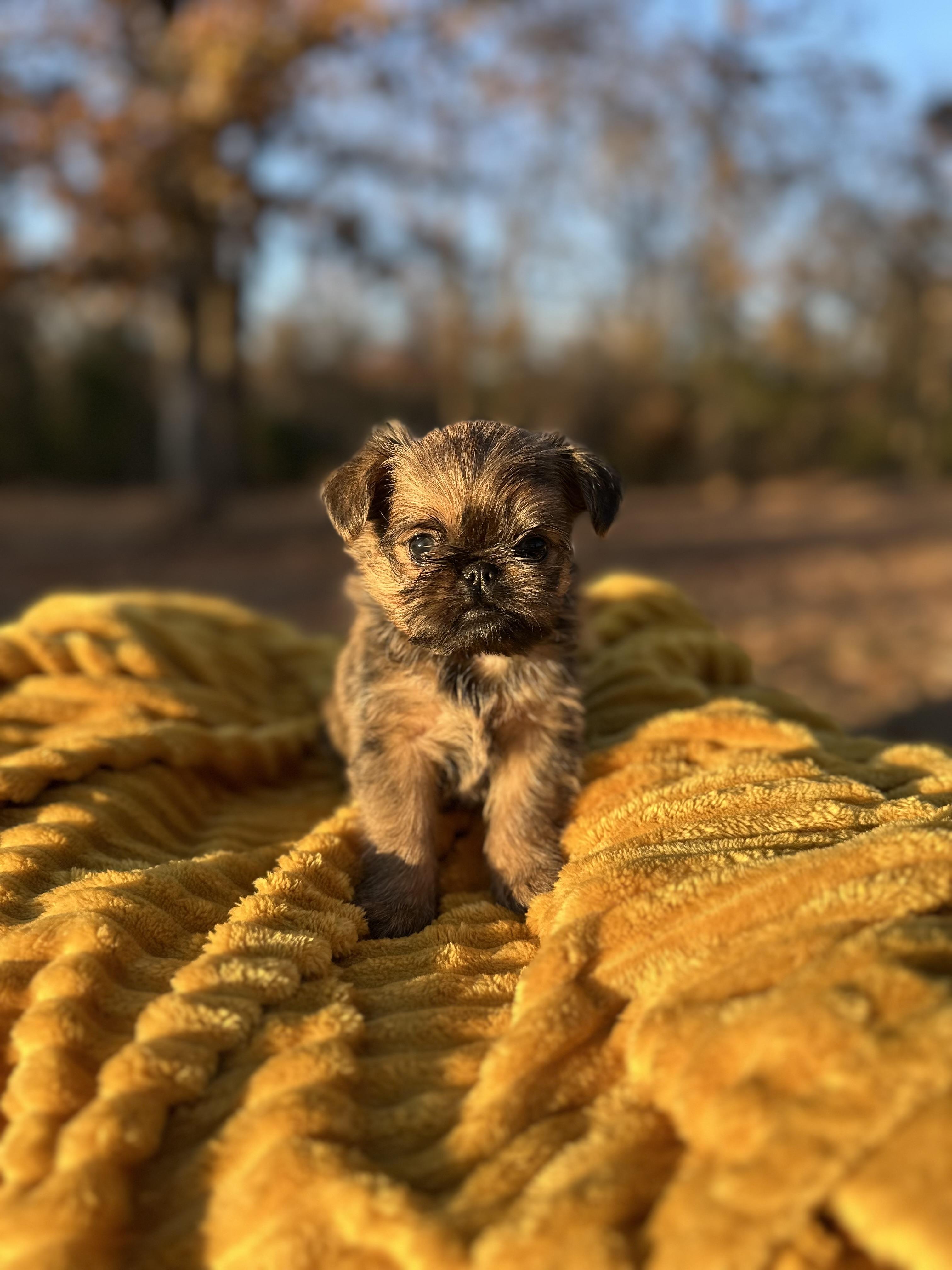Lavish Griffons in Oklahoma | Brussels Griffon puppies | Good Dog