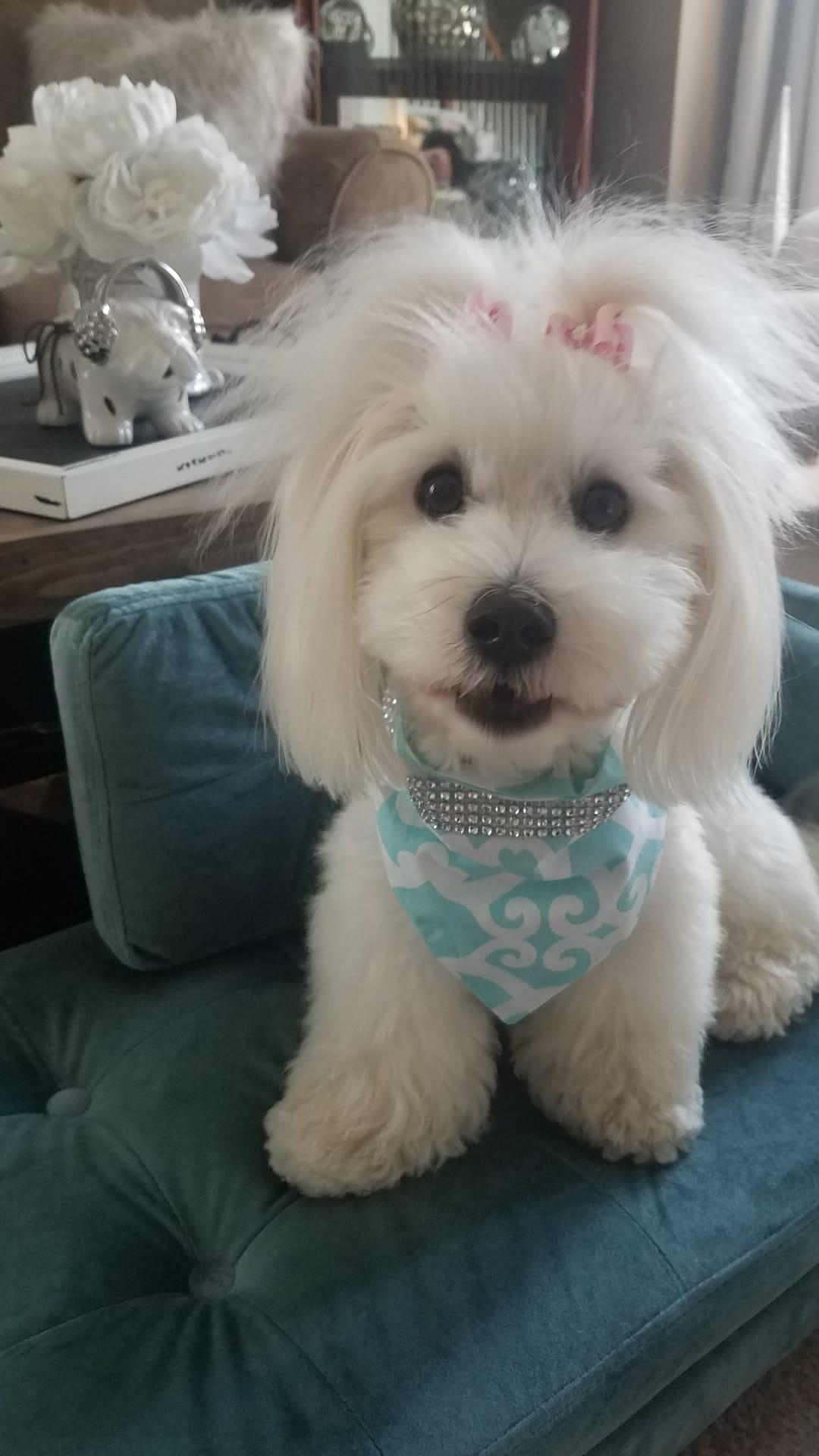 Classy Cotons in Texas | Coton de Tulear puppies | Good Dog