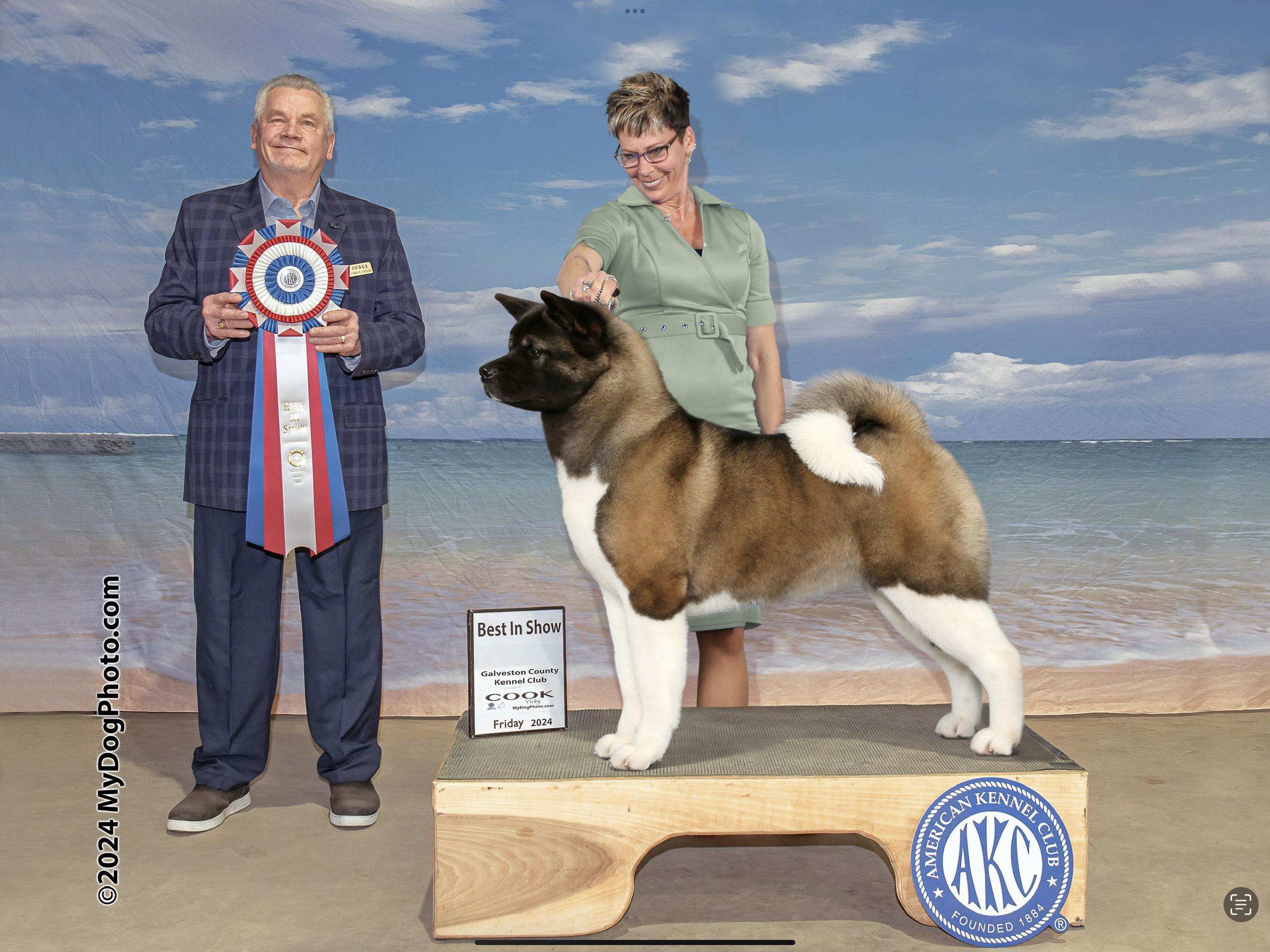 Okami Akitas in Illinois | Akita puppies | Good Dog