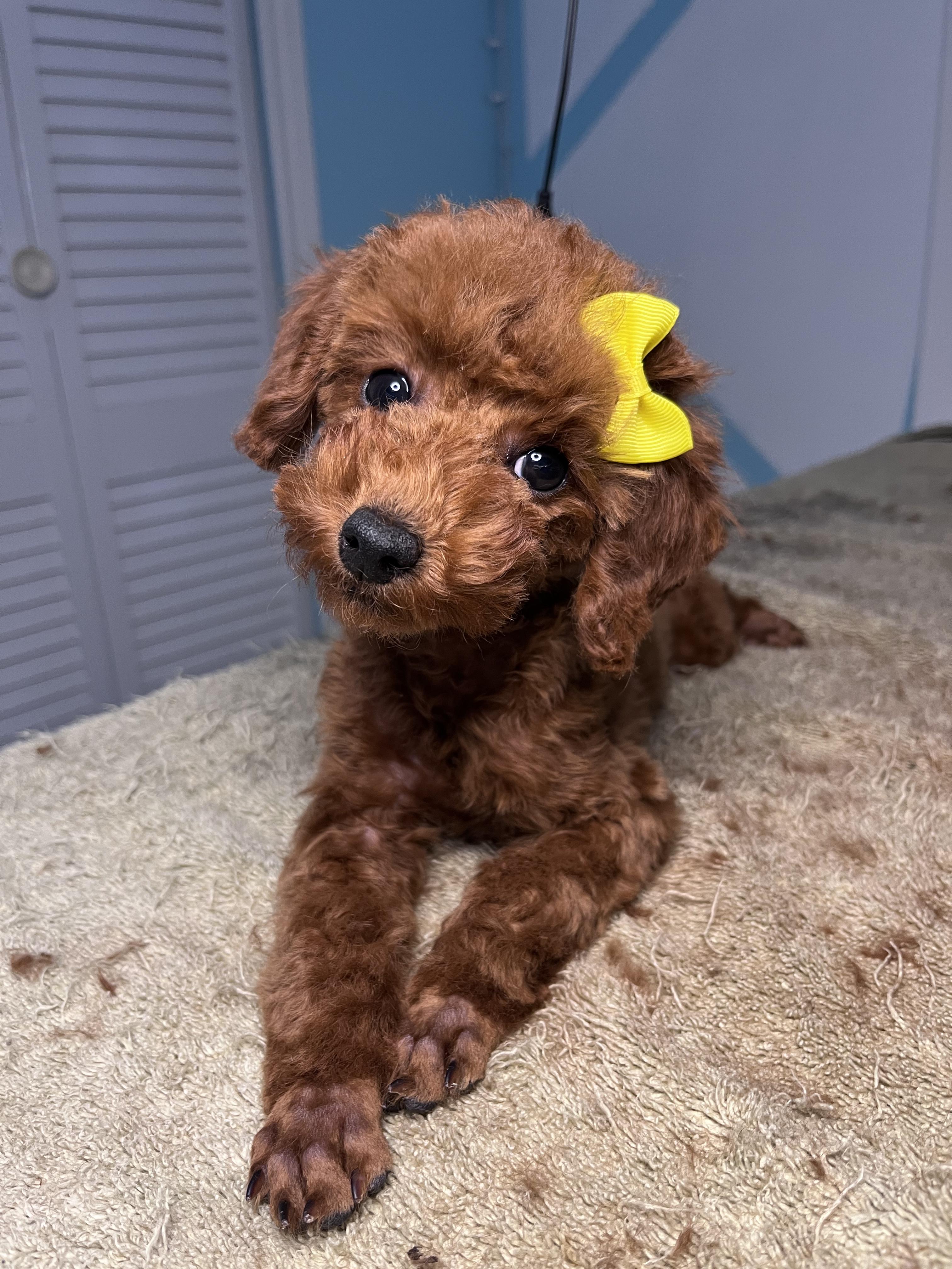 Perfect Paw Kennel in Texas | Poodle puppies | Good Dog