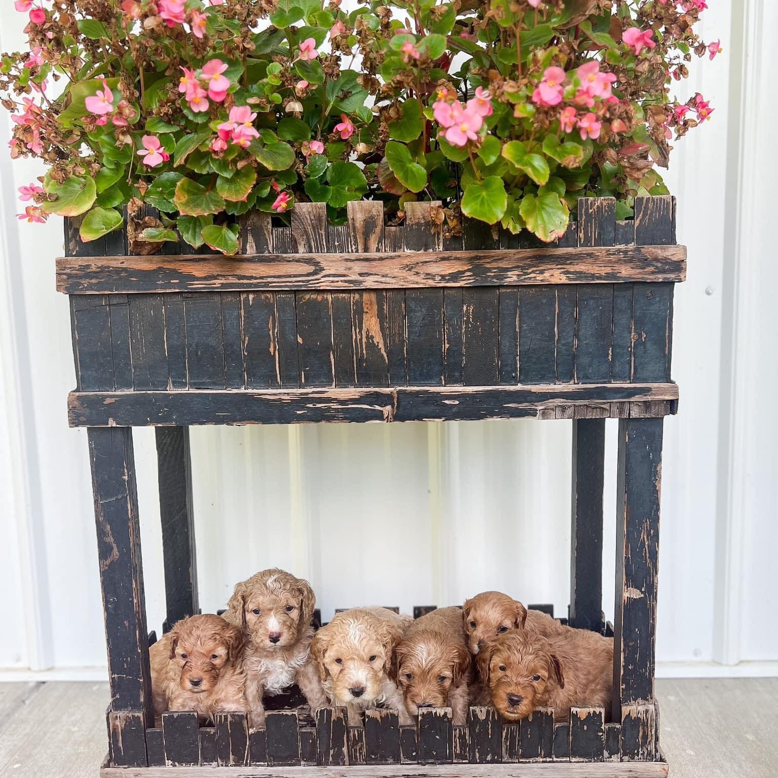 Cub Creek Cavapoos in Tennessee | Cavapoo puppies | Good Dog