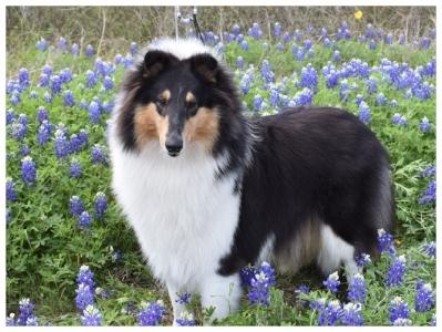 Commander Collies in Texas | Collie puppies | Good Dog