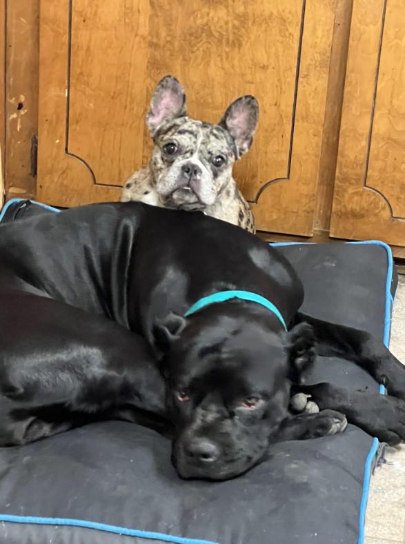 CS Cane Corso and Frenchies in Alabama | Cane Corso puppies | Good Dog