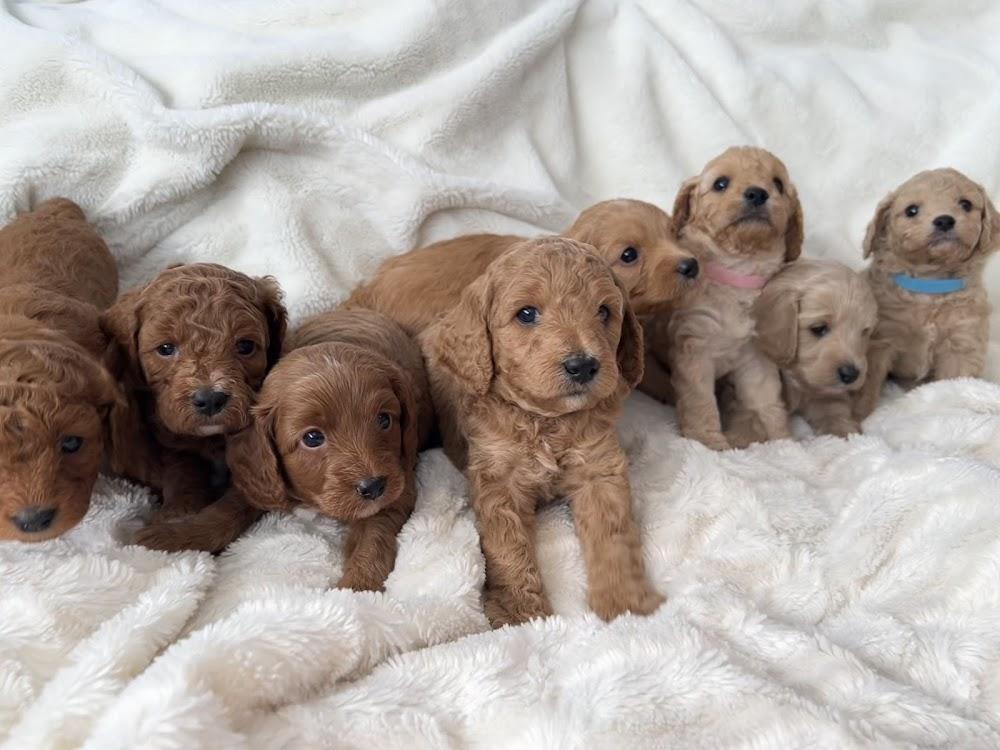 Cara's Cavapoos in Utah | Cavapoo and Poodle puppies | Good Dog