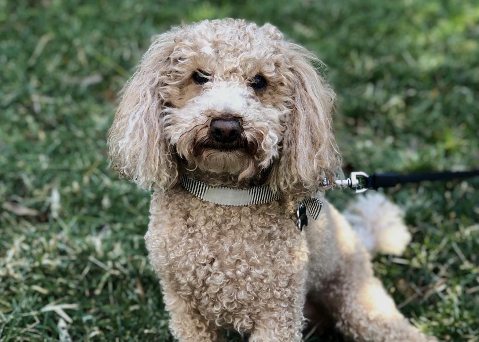 Winston Mini Poodle Stud in North Carolina | Poodle puppies | Good Dog