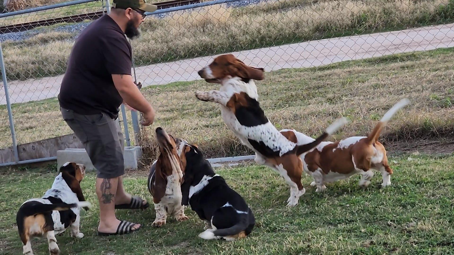 Long's Mount Olympus Basset Hounds in Texas | Basset Hound puppies ...