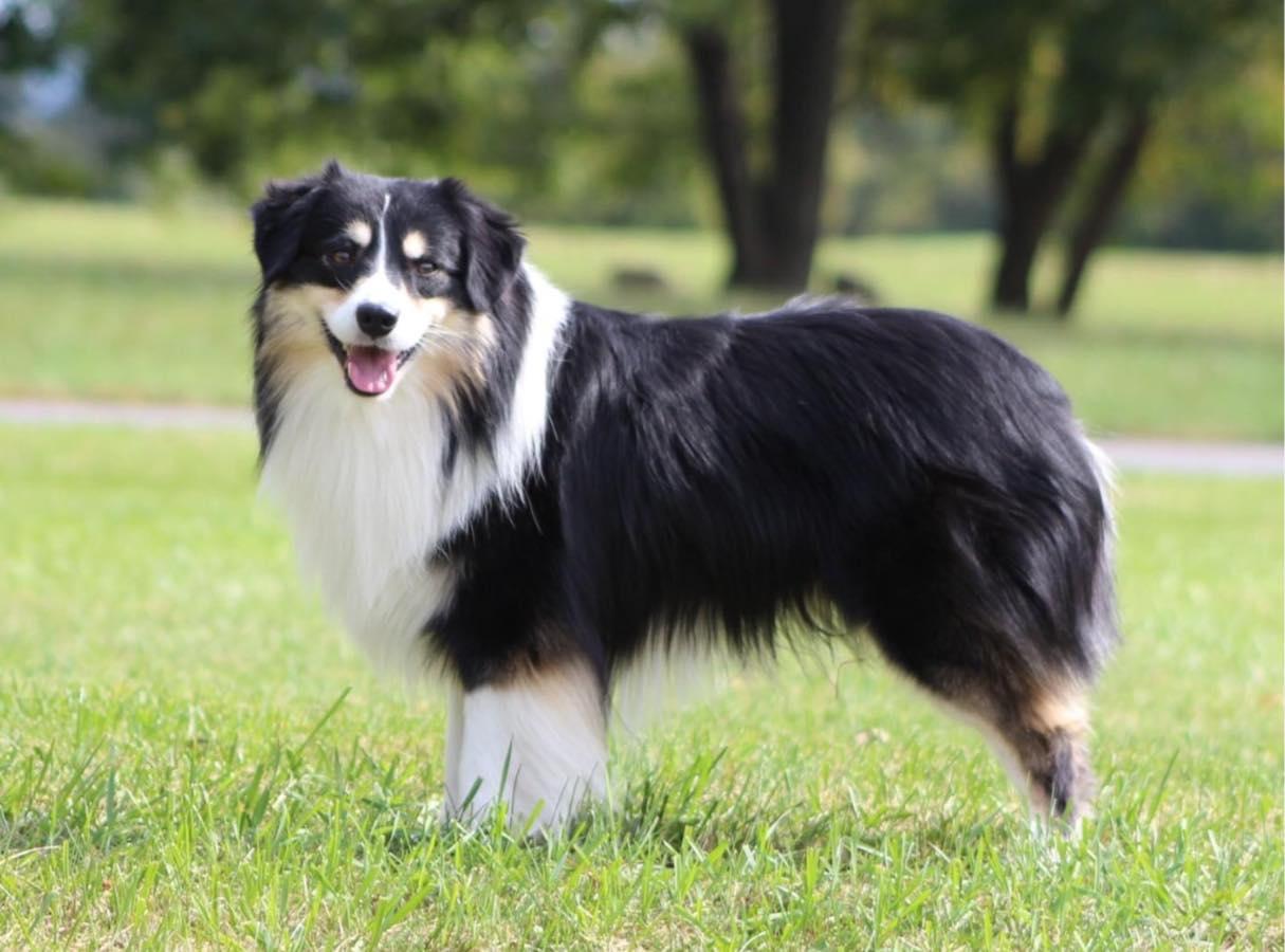 Jane's Miniature American Shepherds in | Miniature American Shepherd ...