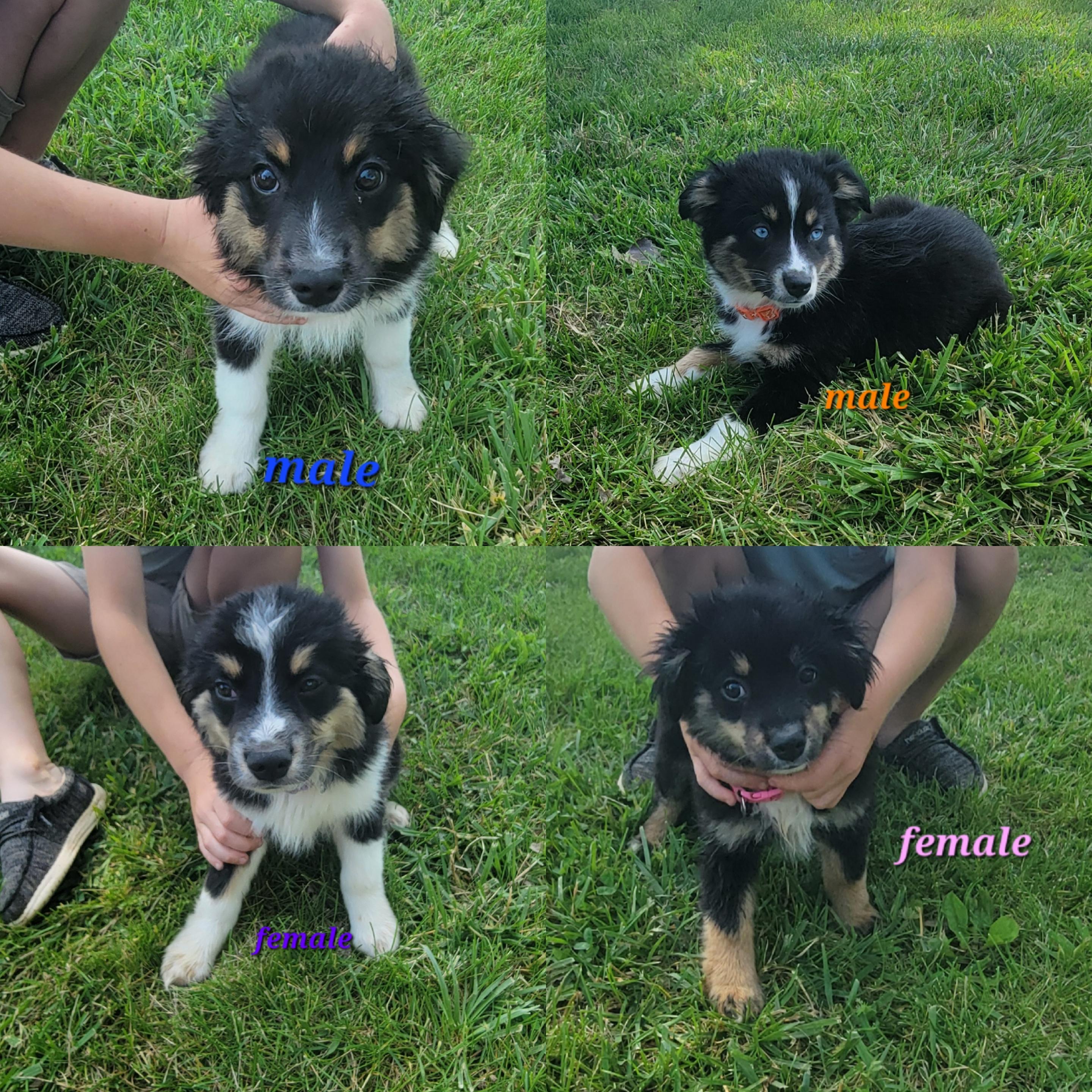 High Point Toy Aussies in Missouri | Toy Australian Shepherd puppies ...