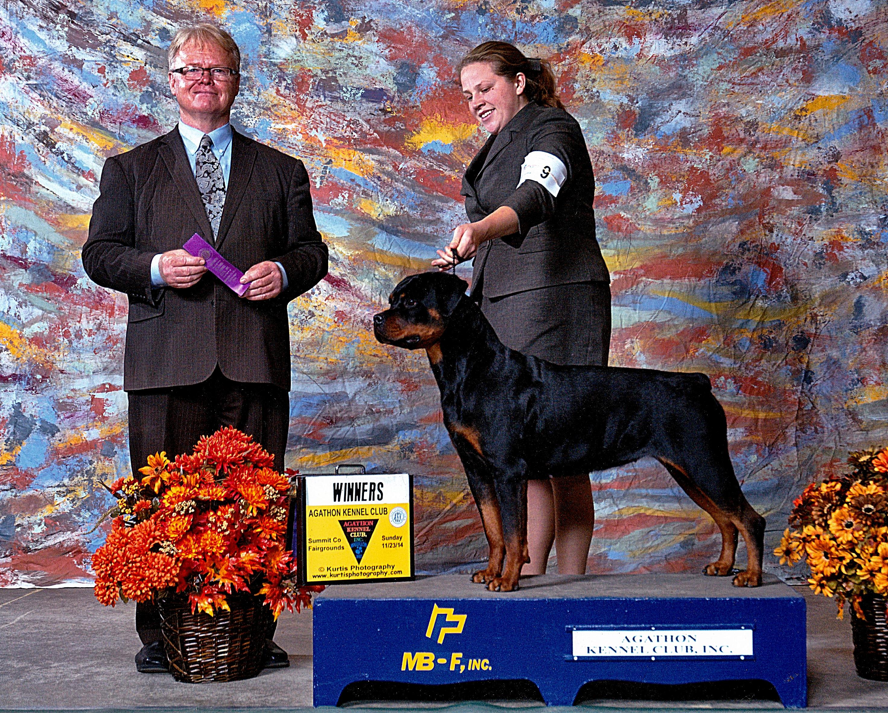 Kaiser Haus Rottweilers in Michigan | Rottweiler puppies | Good Dog