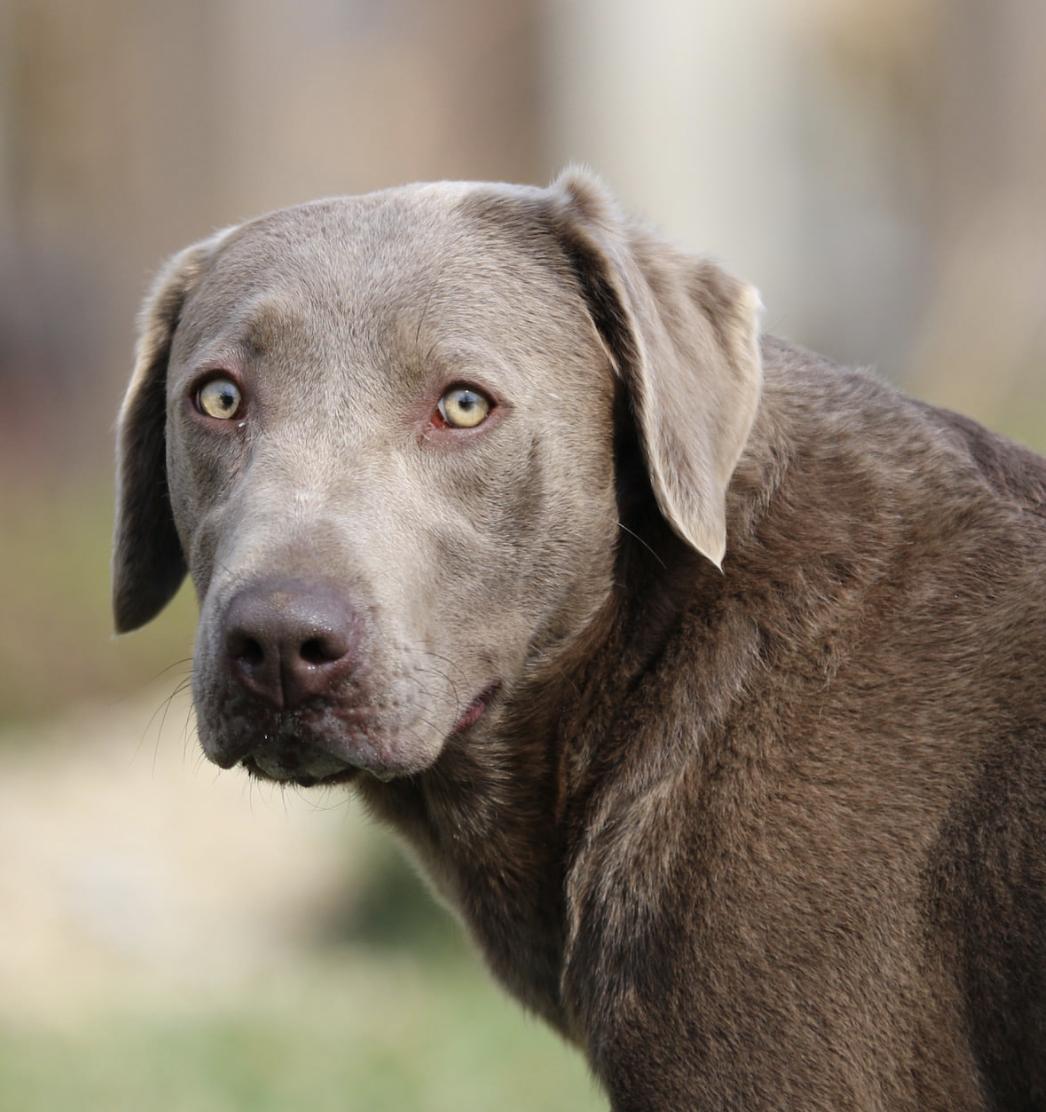 Hickory Hills Silver Labs in Indiana | Dilute Retriever puppies | Good Dog