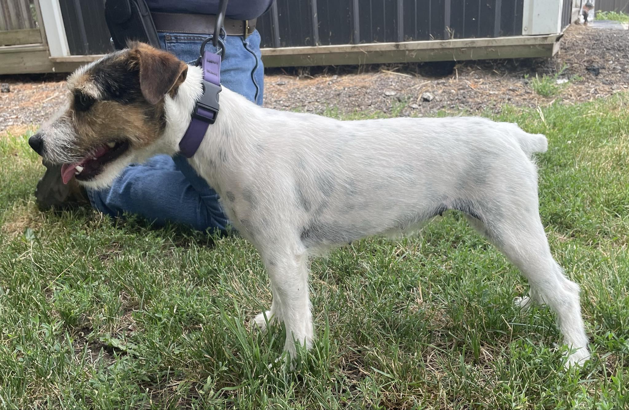 Kilgus Jack Russell Terriers in Illinois | Jack Russell Terrier puppies ...